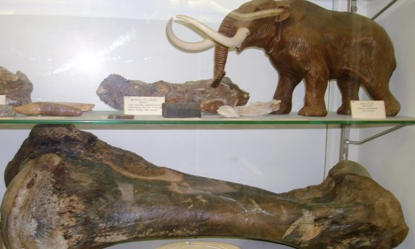 Fossil Room – Franklin Mineral Museum