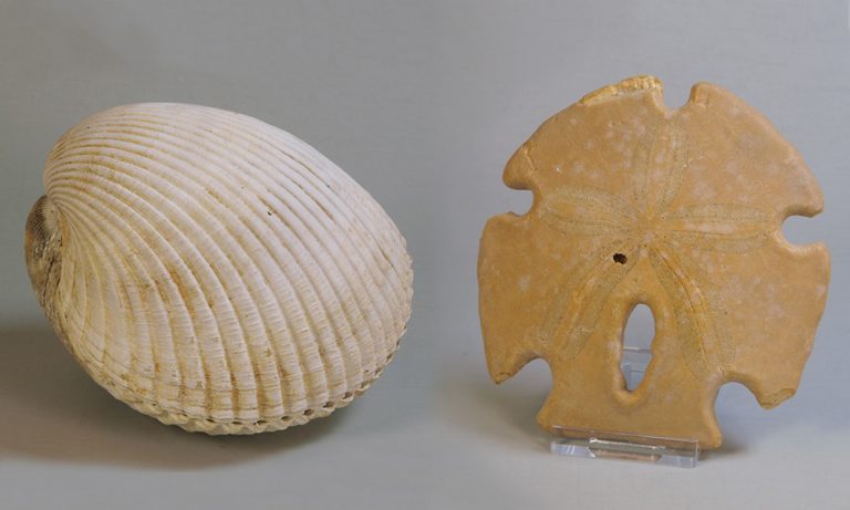 Fossil Room – Franklin Mineral Museum